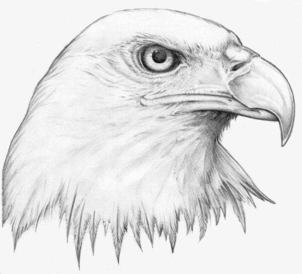 50+ Easy Animal Sketches Drawing Ideas | HARUNMUDAK