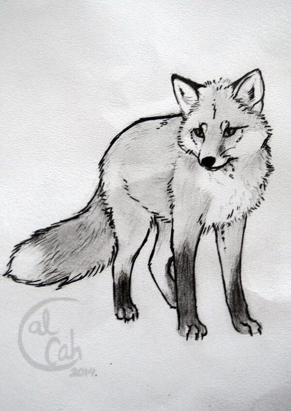 50+ Easy Animal Sketches Drawing Ideas | HARUNMUDAK
