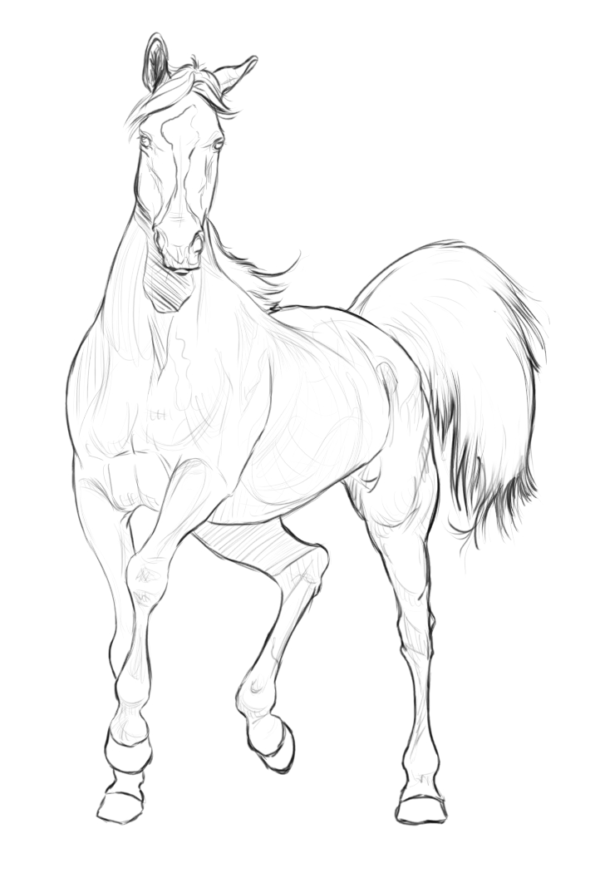 50+ Easy Animal Sketches Drawing Ideas | HARUNMUDAK