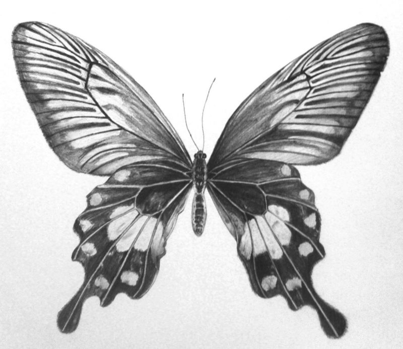 35+ Butterfly Drawing Ideas | HARUNMUDAK