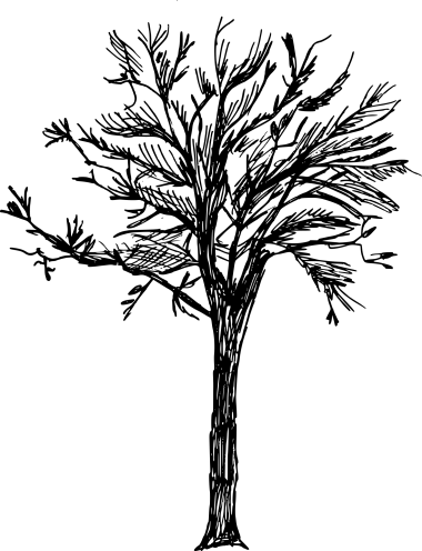 20+ Tree Drawing Ideas For Everyone - HARUNMUDAK