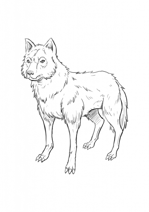 10+ Cool Wolf Drawing Ideas | HARUNMUDAK