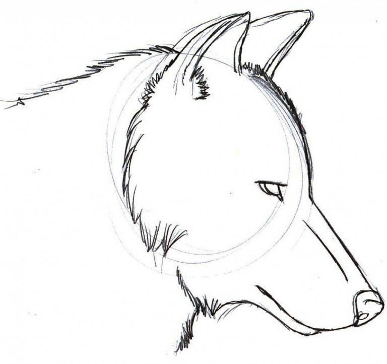 10+ Cool Wolf Drawing Ideas | HARUNMUDAK