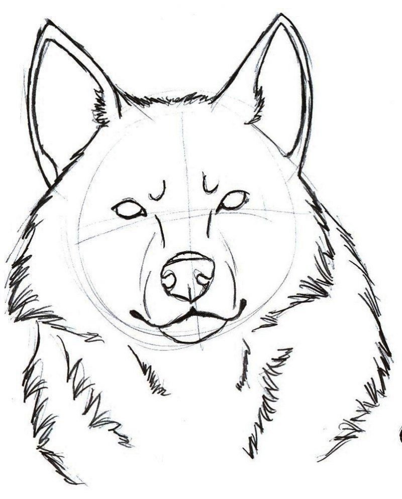10+ Cool Wolf Drawing Ideas | HARUNMUDAK