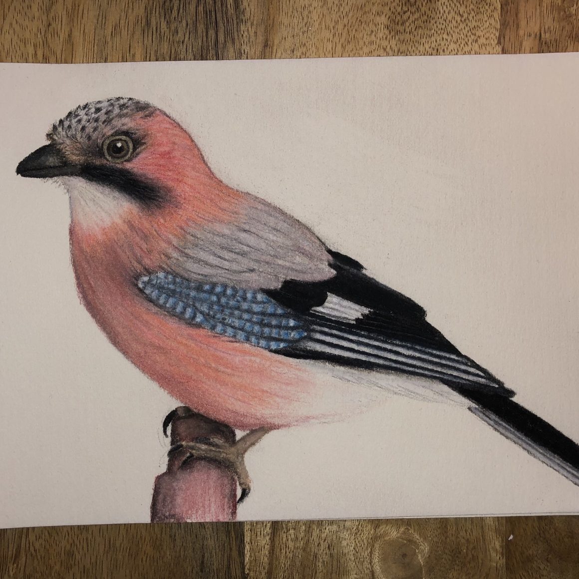 60+ Best Bird Drawing Idea Tutorials - How To Draw Bird? | HARUNMUDAK