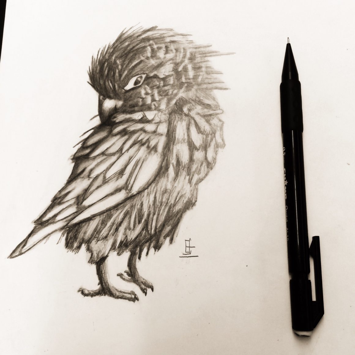 60+ Best Bird Drawing Idea Tutorials - How To Draw Bird? | HARUNMUDAK