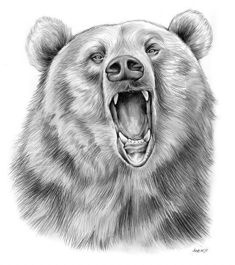 How To Draw Bear? 50+ Bear Drawing Ideas | HARUNMUDAK