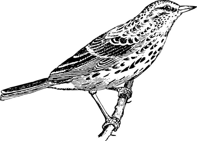 60+ Best Bird Drawing Idea Tutorials - How To Draw Bird? | HARUNMUDAK