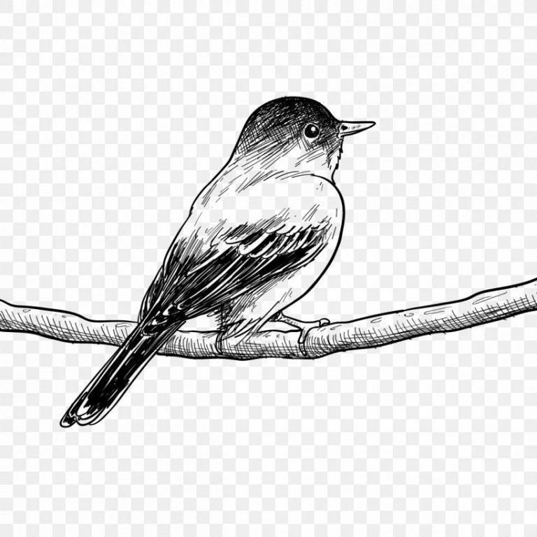 60+ Best Bird Drawing Idea Tutorials - How To Draw Bird? - HARUNMUDAK