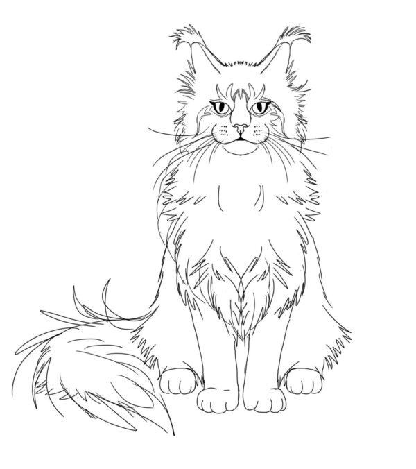 50+ Easy Cat Drawing Ideas Step By Step | HARUNMUDAK