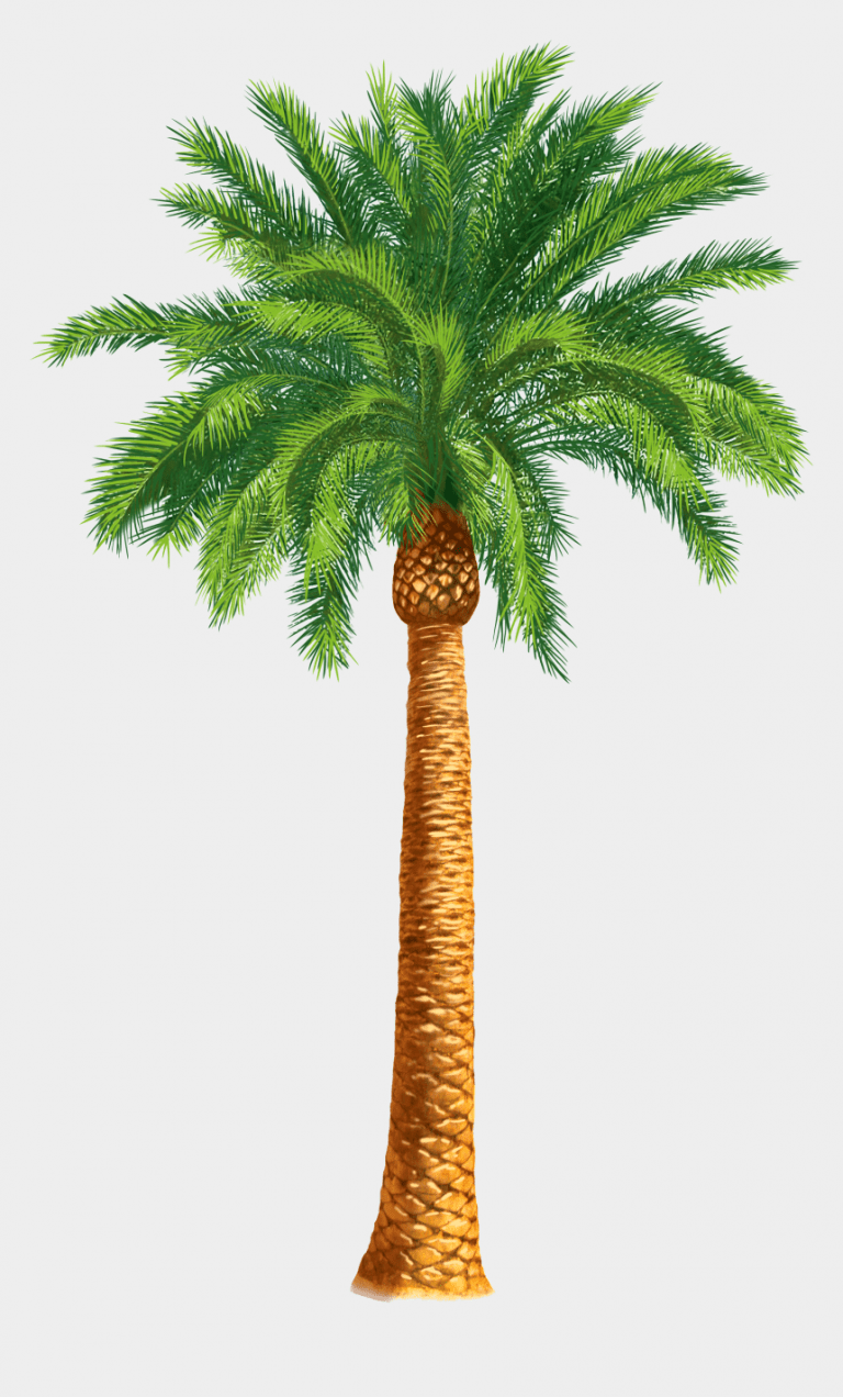 Palm Tree Drawing & Illustration Ideas - How To Draw Palm Tree ...